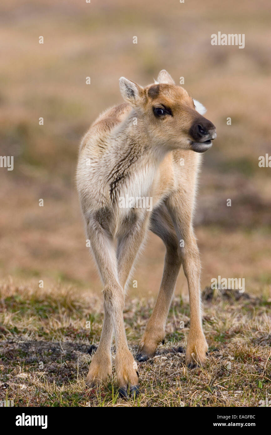 Baby caribou hi-res stock photography and images - Alamy