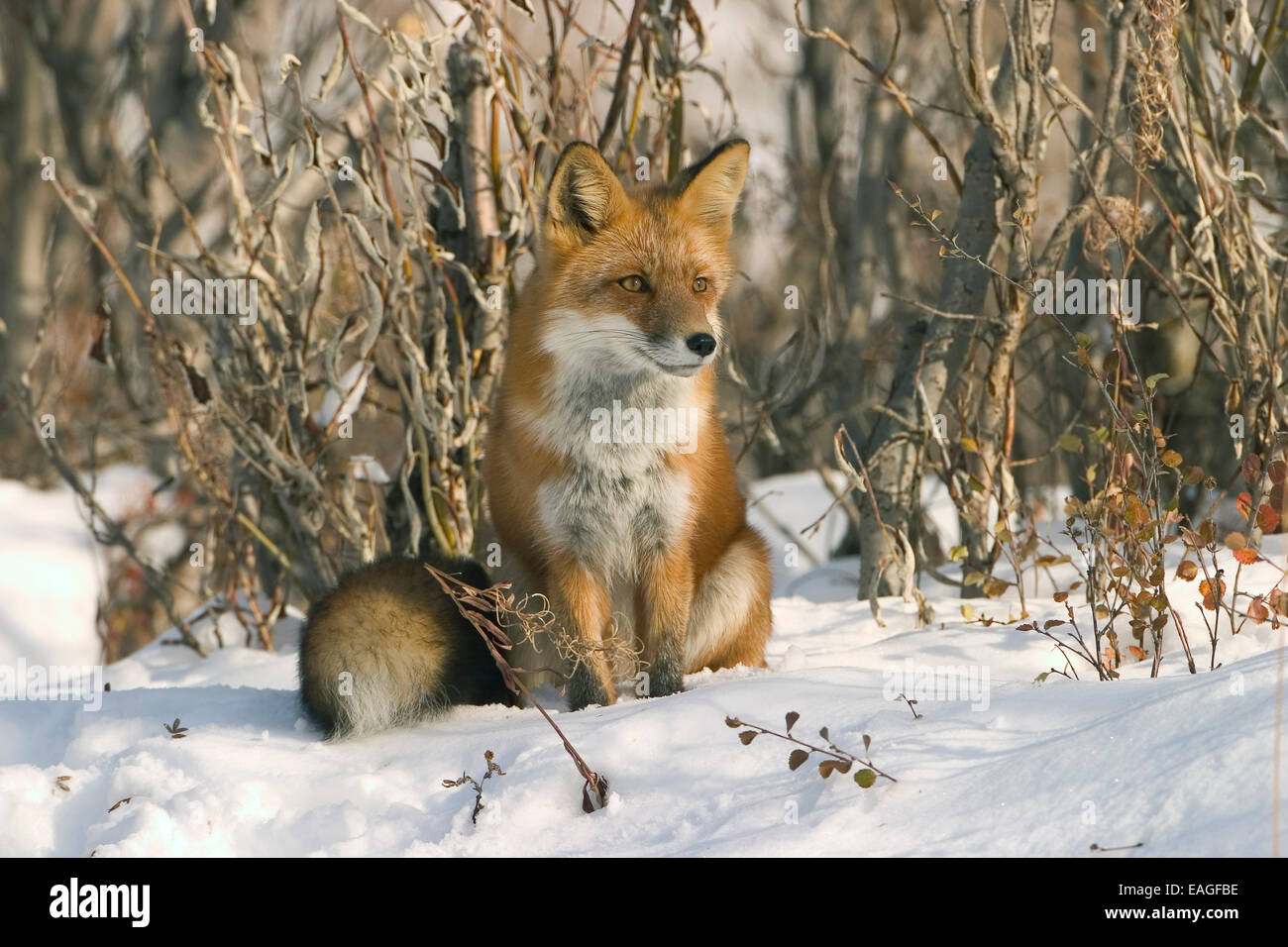 Adult fox digging hi-res stock photography and images - Alamy