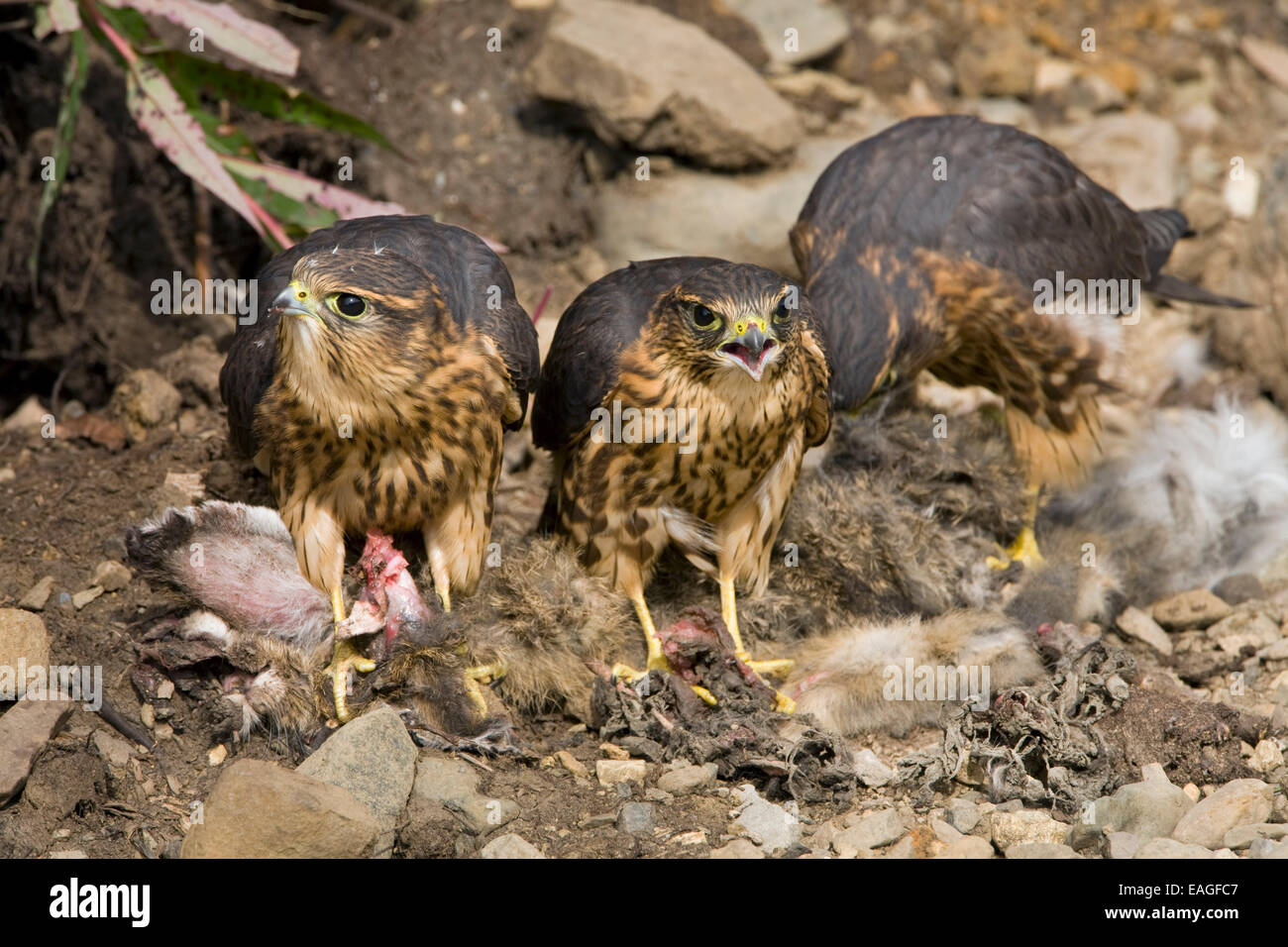 Merlins Feeding On A Showshoe Hare In Denali National Park, Alaska In ...