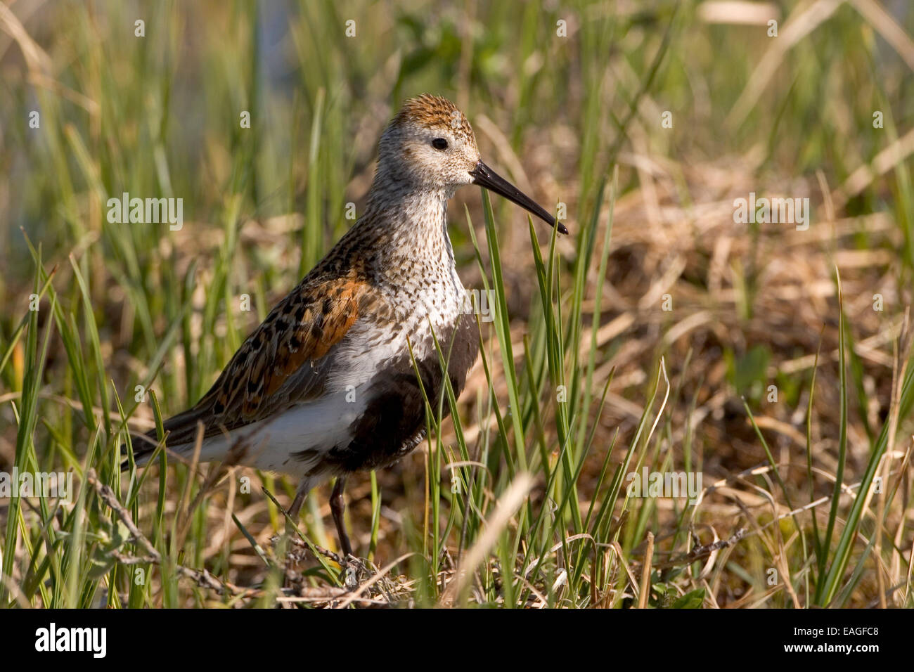 Dunlin Standing In Tall Sedge Grass On Arctic Tundra North Slope Alaska ...