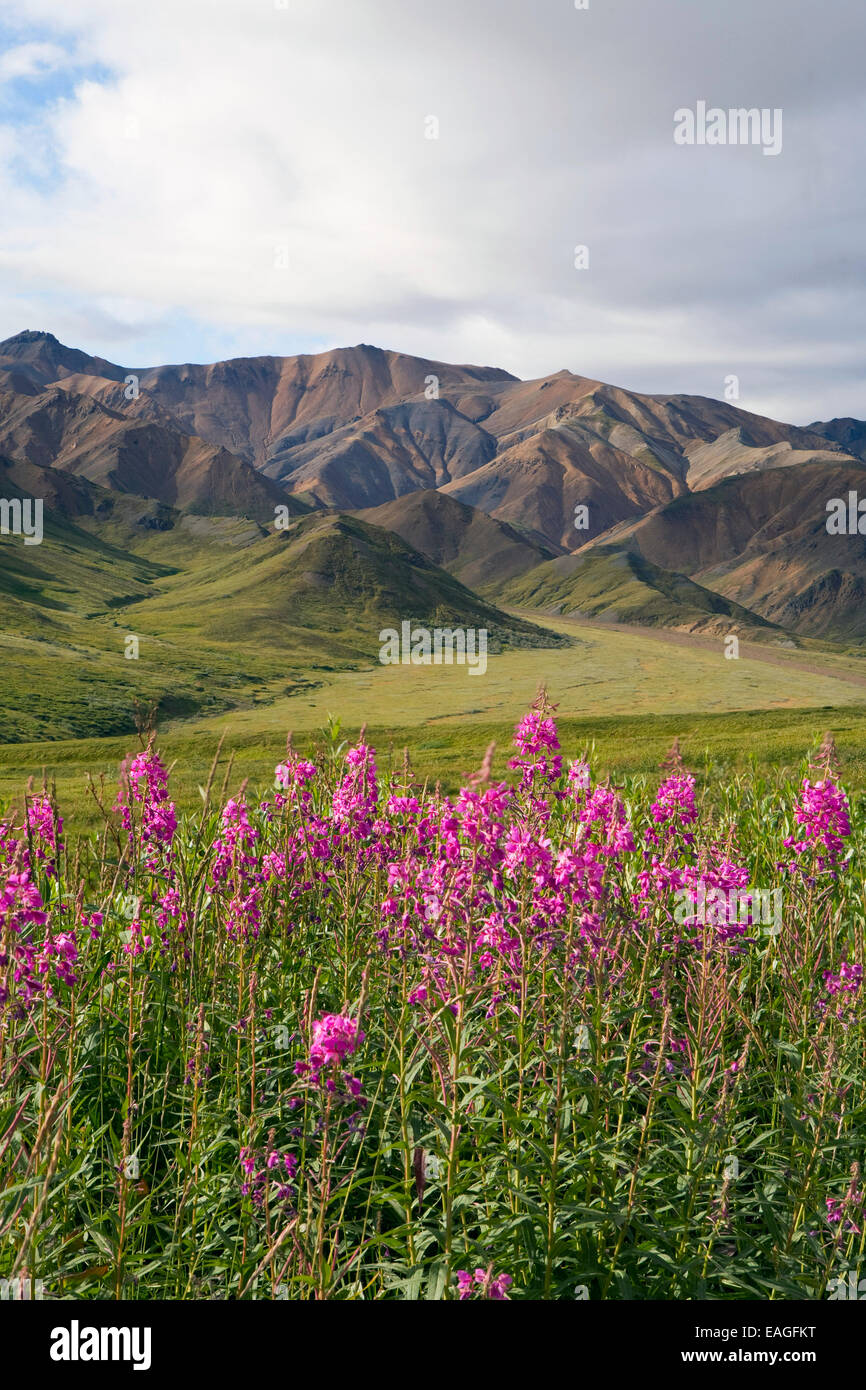 Denali mountain with fireweed hi-res stock photography and images - Alamy