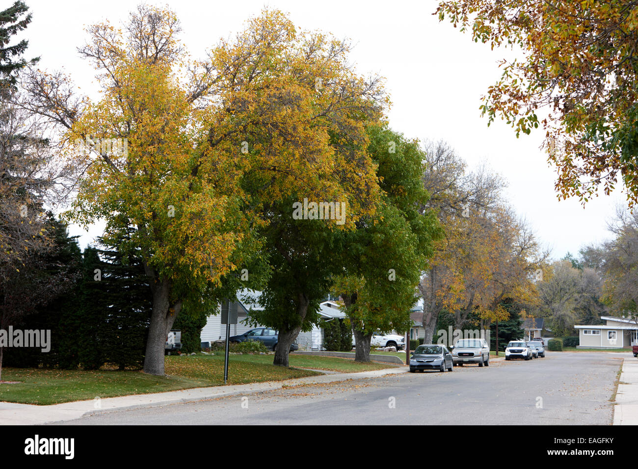 tree lined suburban street with single storey canadian homes ...