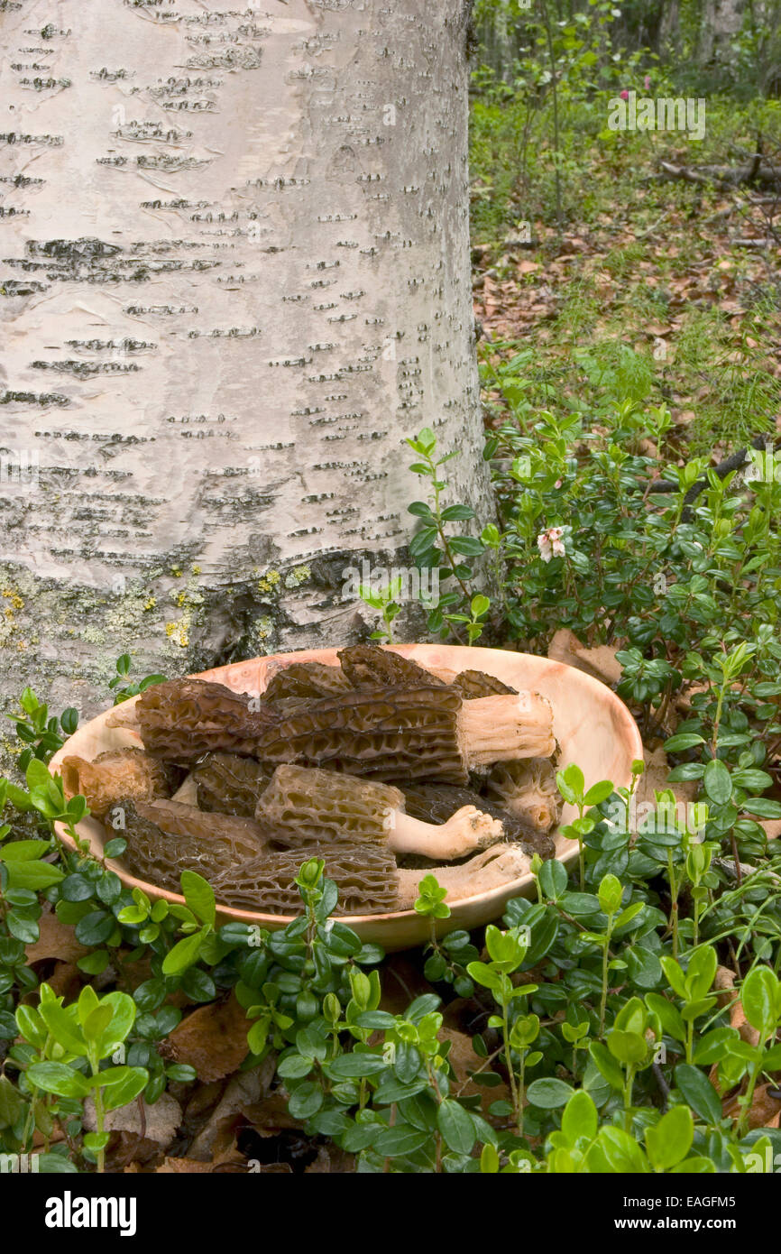 Close up morel mushrooms in wild hi-res stock photography and images ...