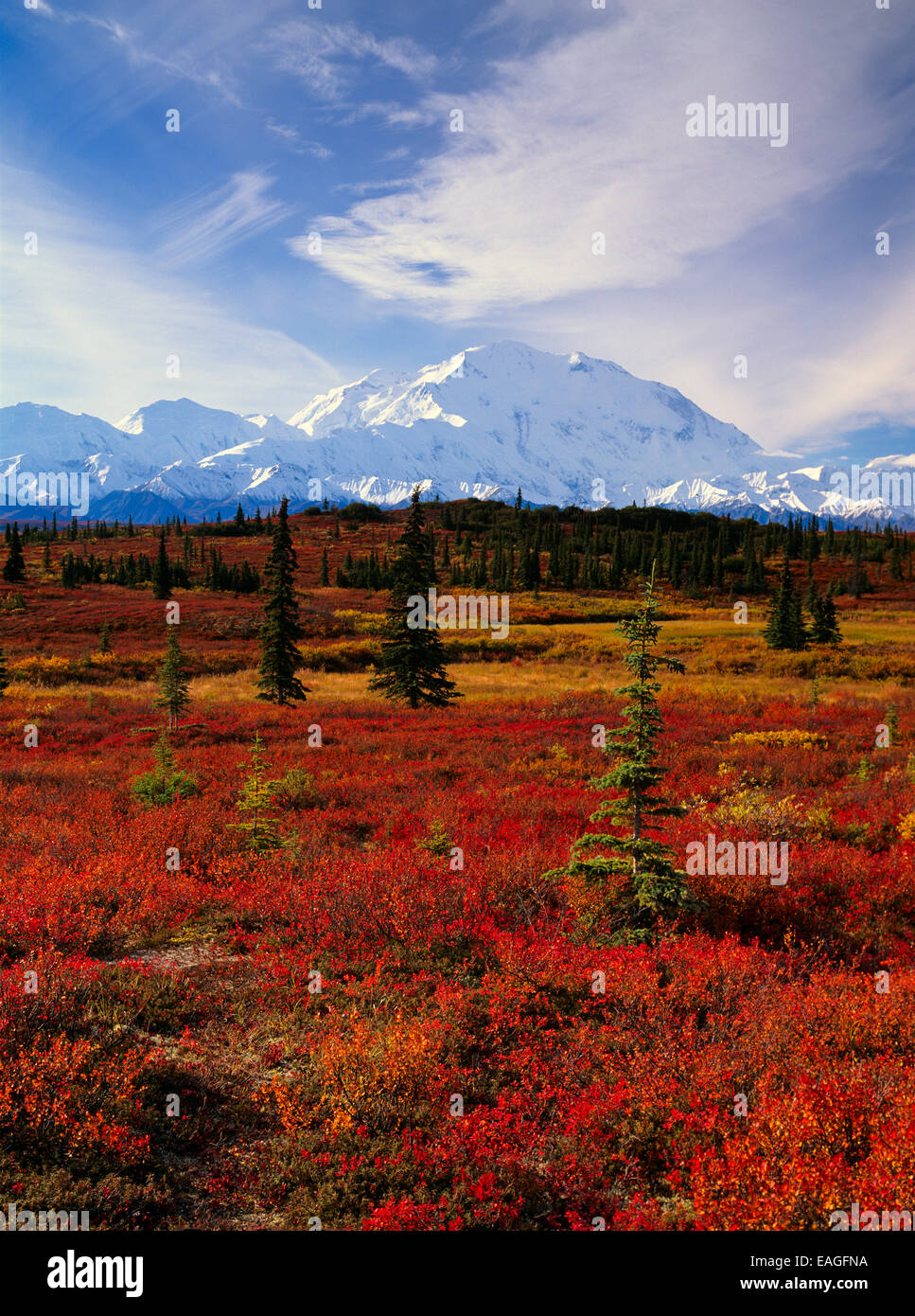 Mt Mckinley & Red Tundra In Fall Denali Np Int Ak Alaska Range Stock ...