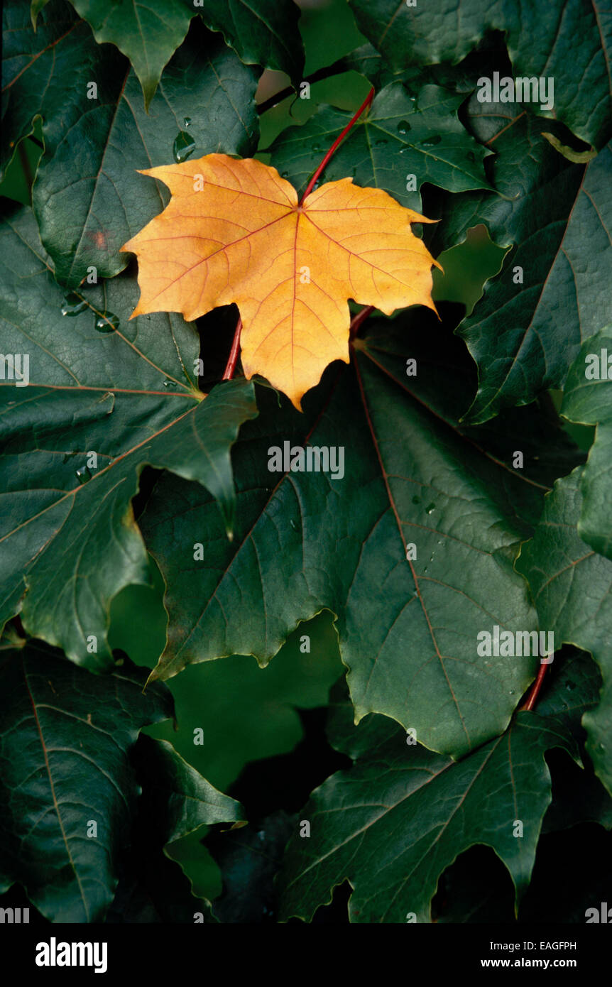 Yellow Maple Leaf Against Green Leaves Kodiak Isl Ak Stock Photo - Alamy