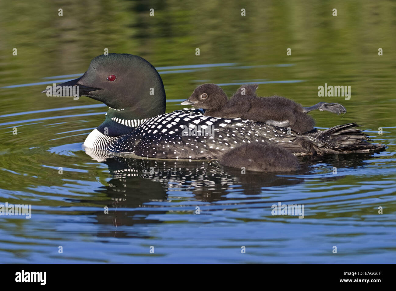 Alissa crandall hi-res stock photography and images - Alamy