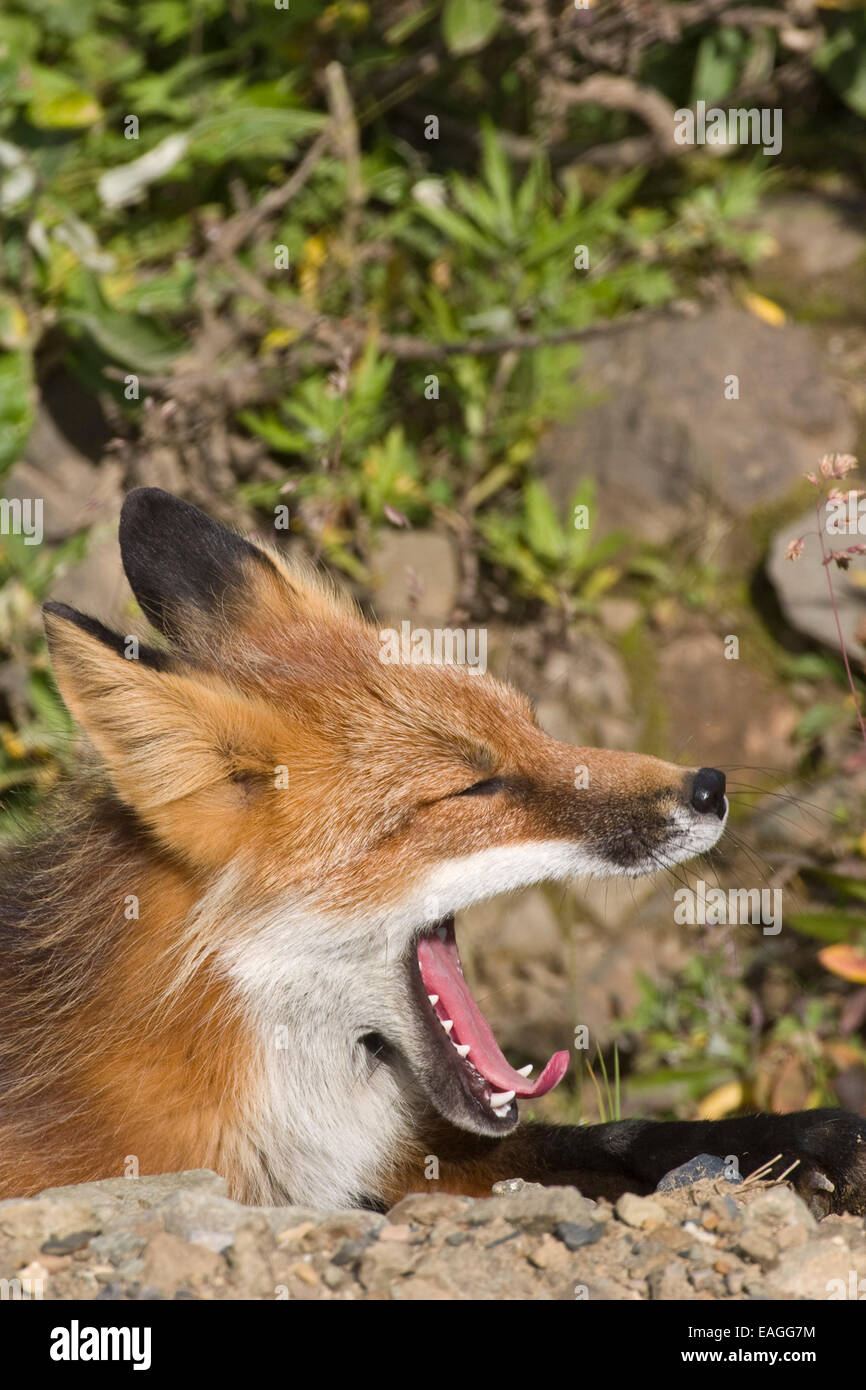Close Up Of A Red Fox Laying Alongside The Park Road In Denali National ...