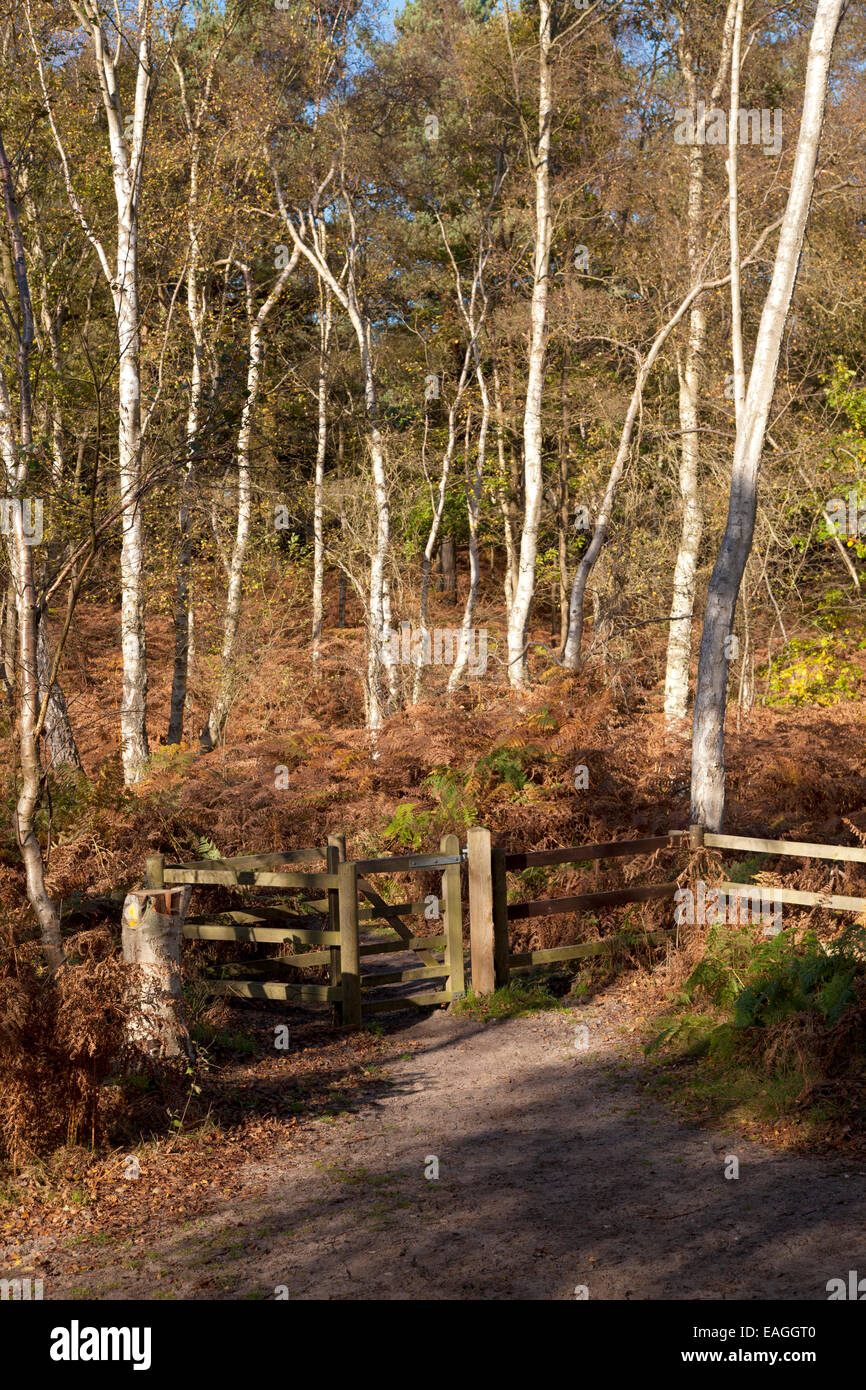 Forest gate hi-res stock photography and images - Alamy