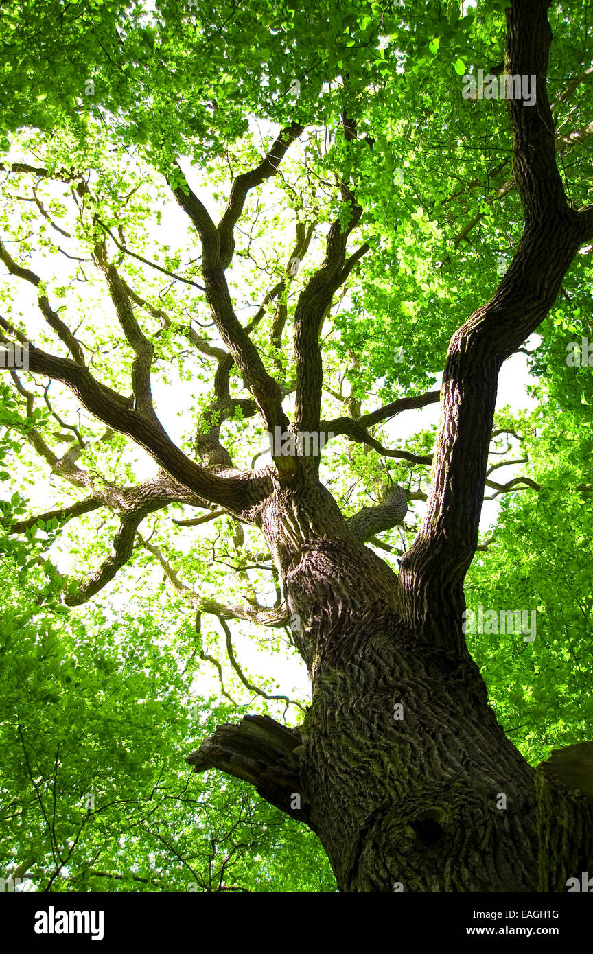 Green tree conceptual image. Green tree in summer Stock Photo - Alamy