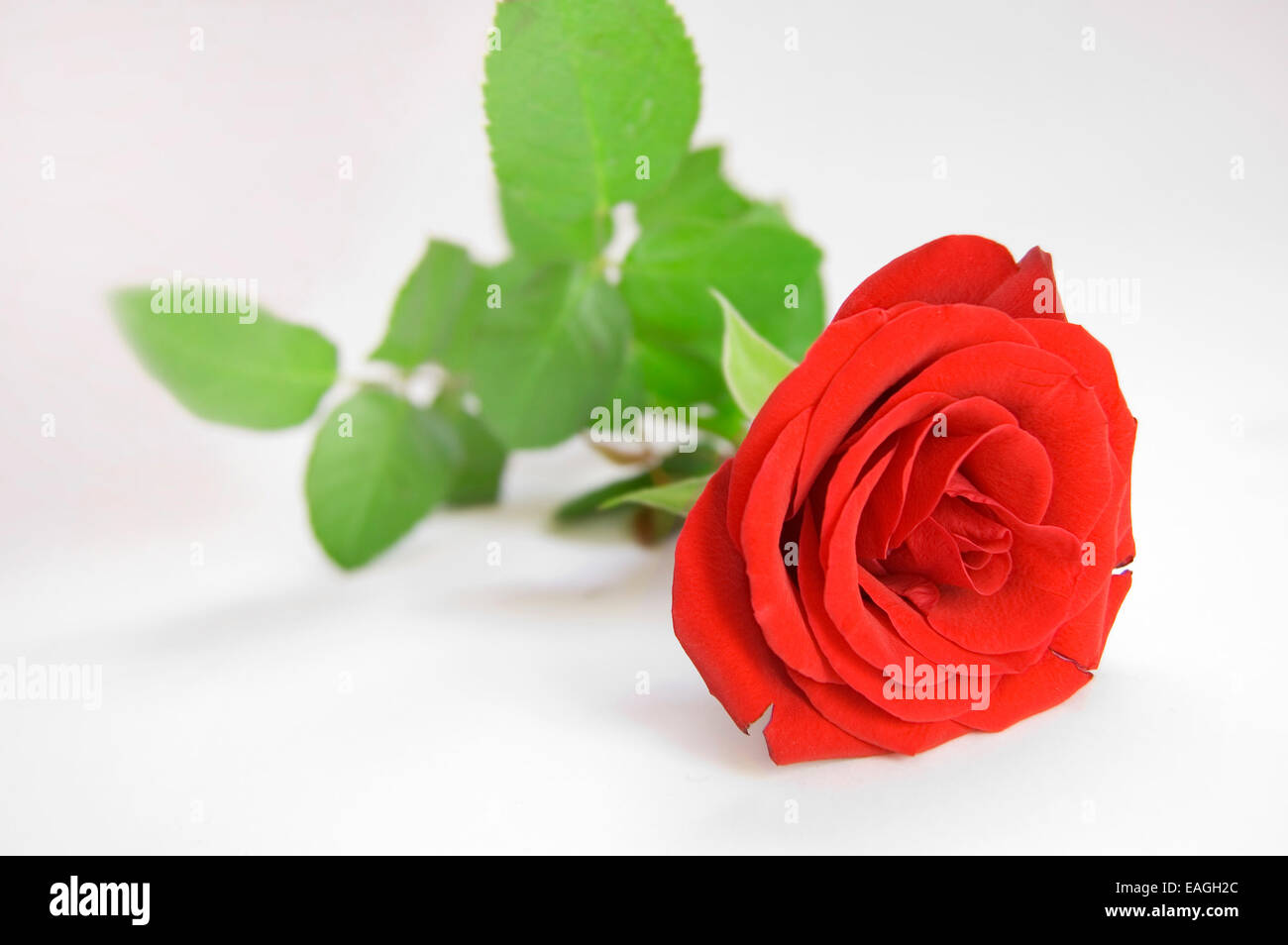 Rose conceptual image. Rose on white background Stock Photo - Alamy