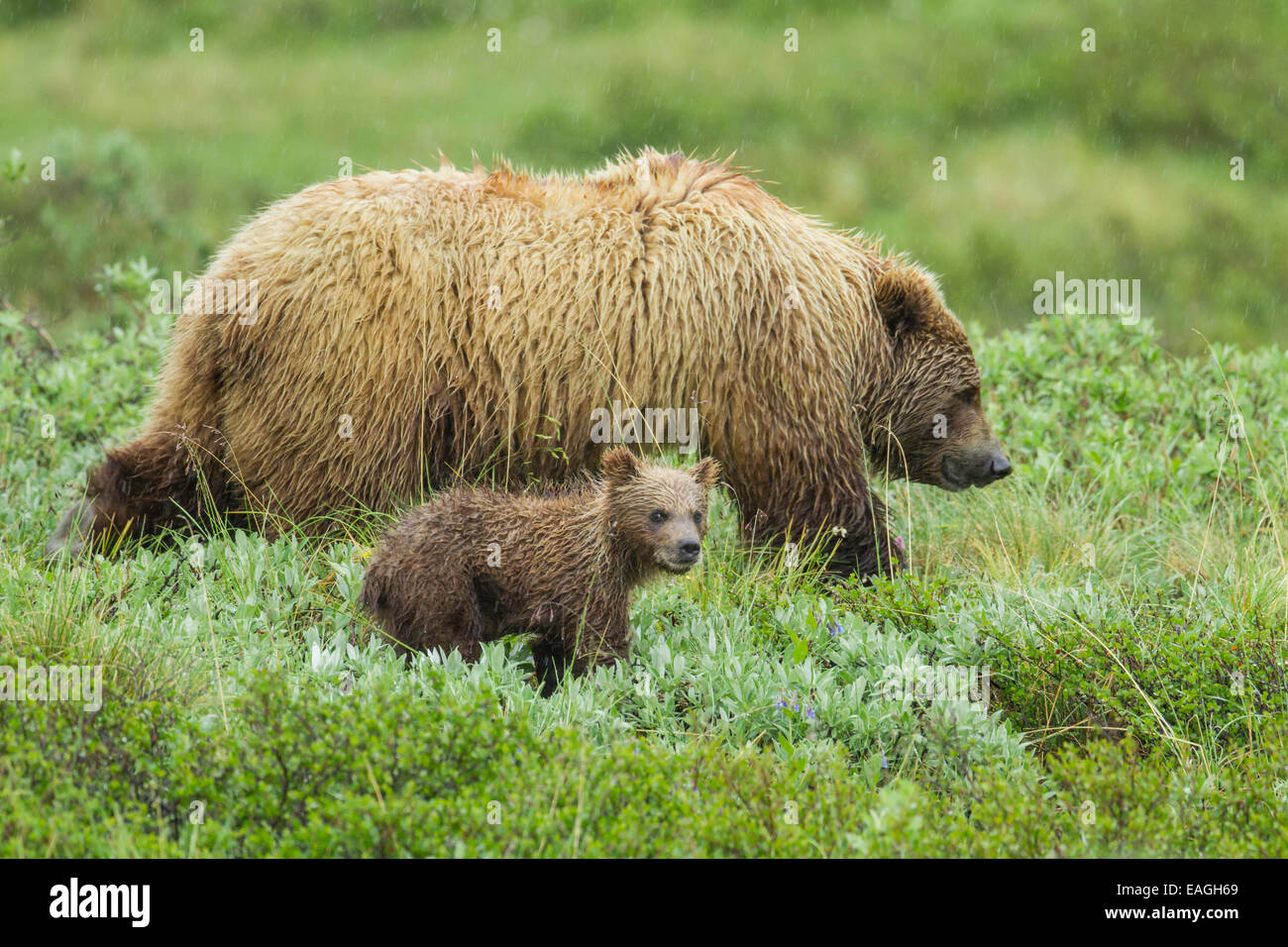 Portrait Of A Grizzly Bear Sow With A Spring Cub Walking On The Tunda ...
