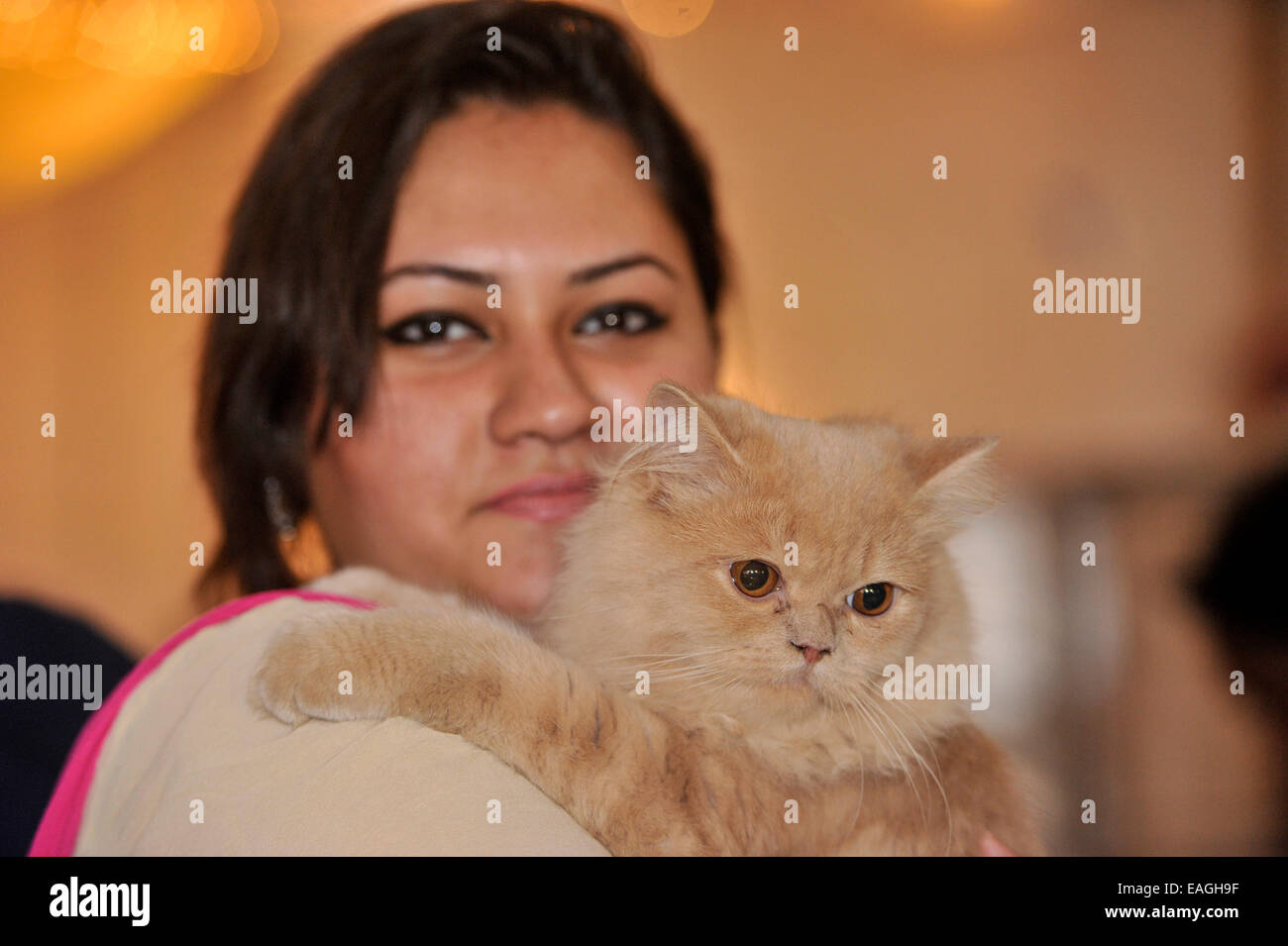 Which organized cat club hi-res stock photography and images - Alamy