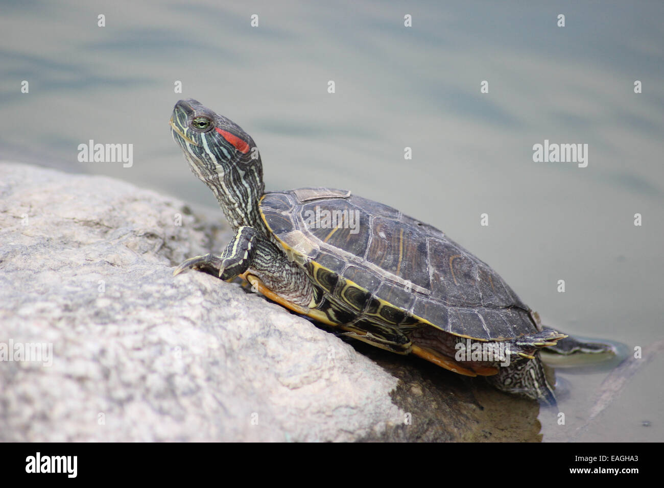 Turtle on a rock Stock Photo - Alamy