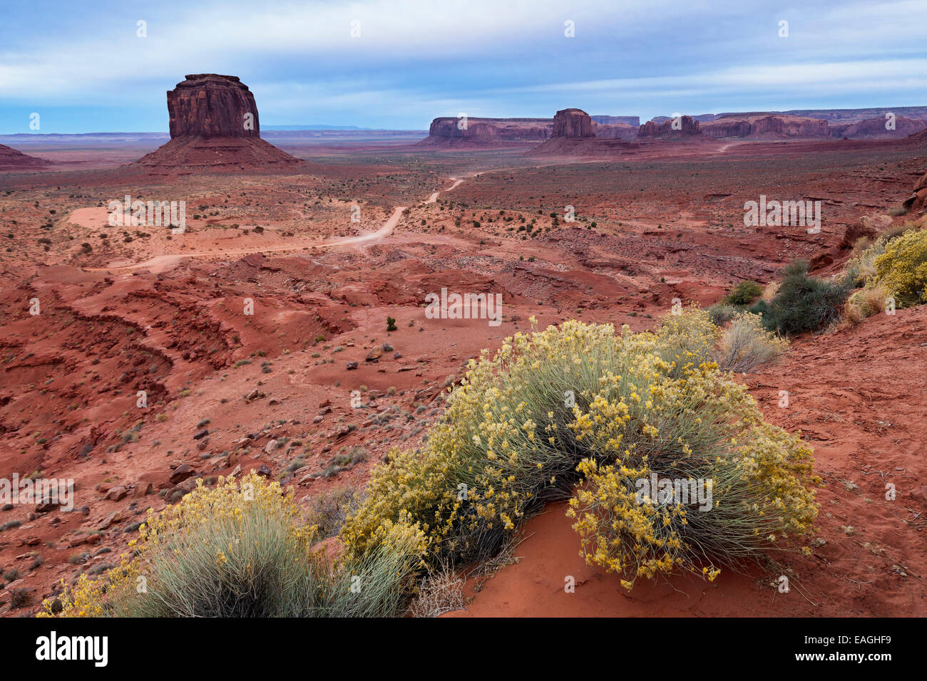 Wild flowers at Monument Valley Stock Photo - Alamy