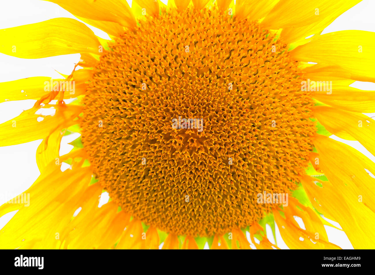 Farmland field fields Cut Out Stock Images & Pictures - Alamy