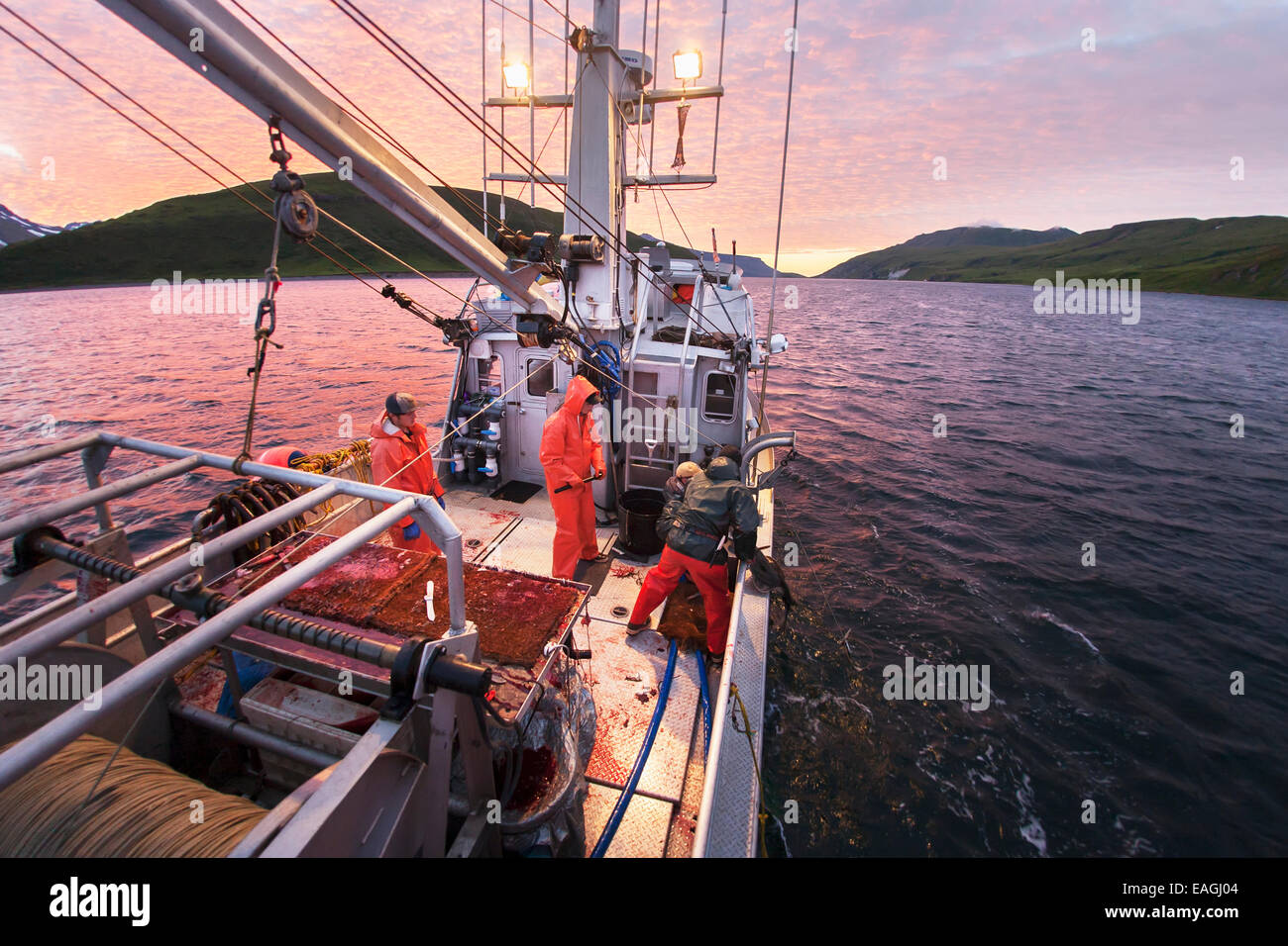 Gaffing Halibut To Bring Aboard During Commercial Longline Fishing ...
