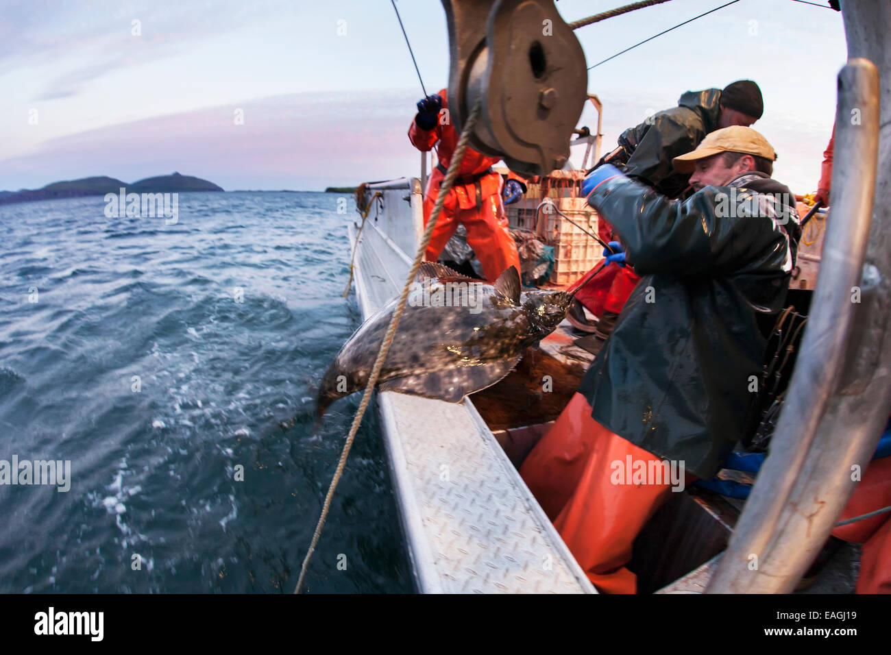 Gaffing Halibut To Bring Aboard During Commercial Longline Fishing ...