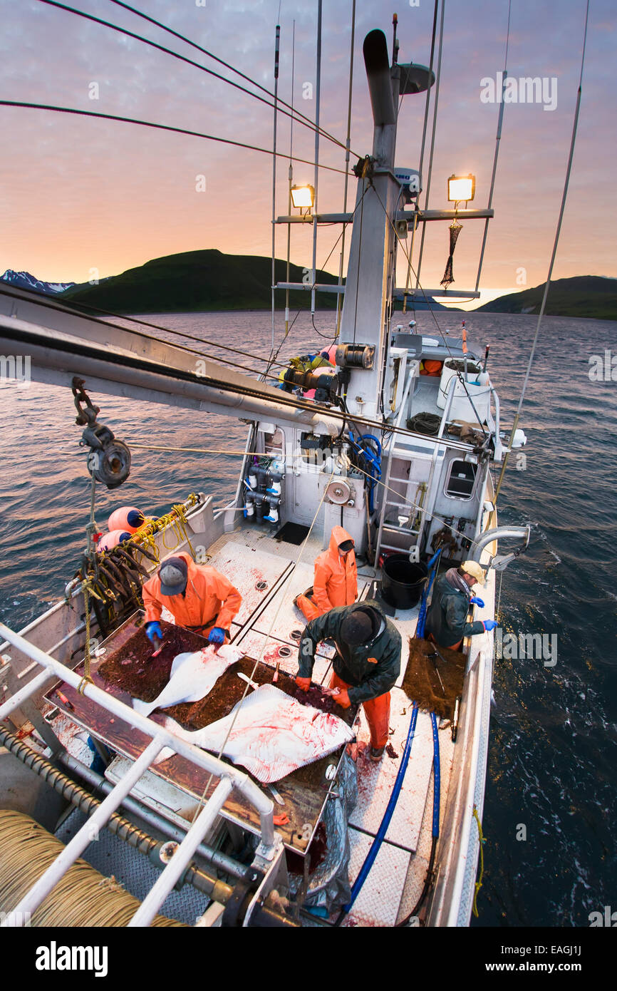 Gutting halibut commercial longline fishing hi-res stock photography ...