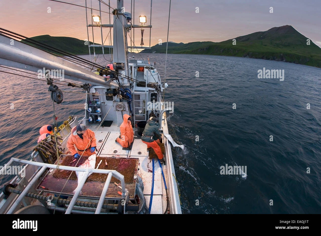 Gutting halibut commercial longline fishing hi-res stock photography ...
