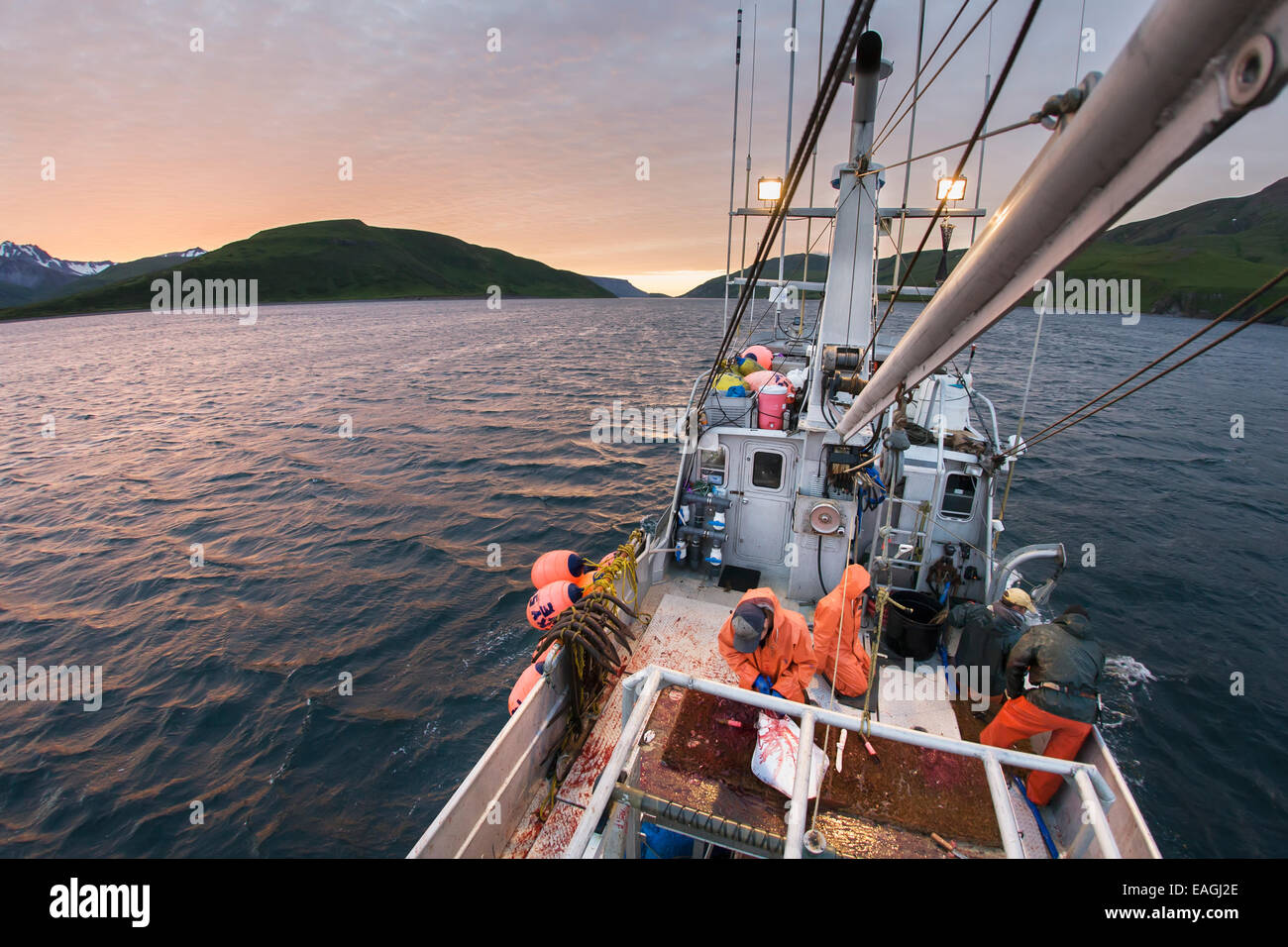 Gutting Halibut While Commercial Longline Fishing Near Cold Bay ...
