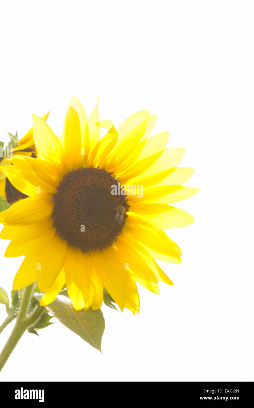 Bees pollinating sunflowers blooming in the farm fields Stock Photo - Alamy