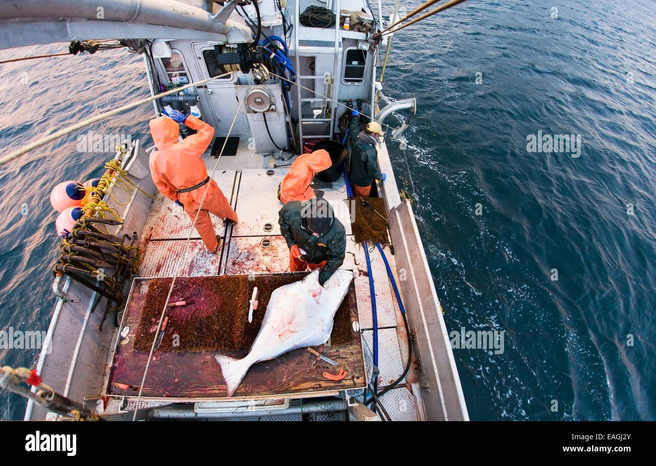 Gutting Halibut While Commercial Longline Fishing Near Cold Bay ...