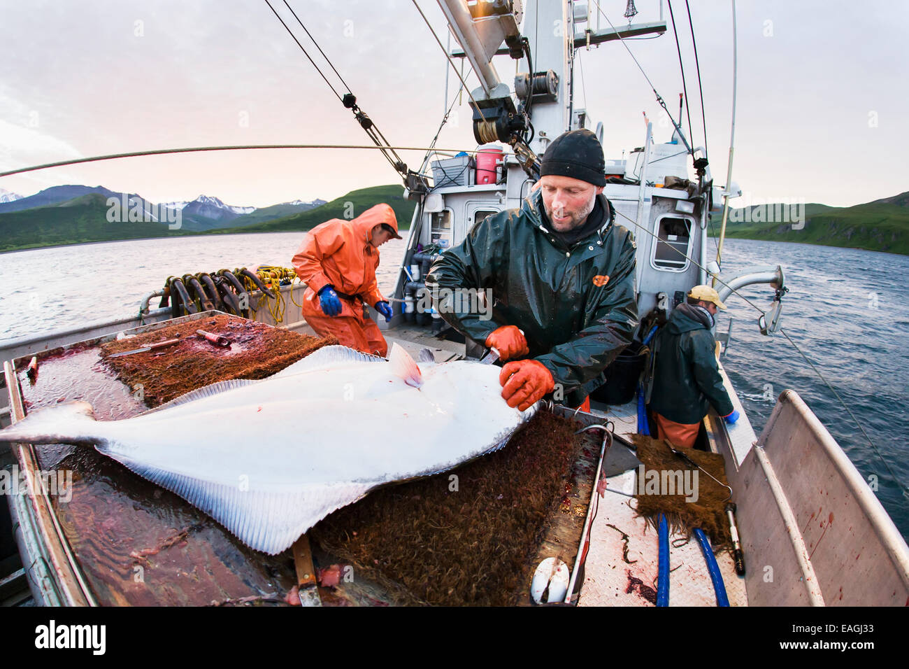 Gutting Halibut While Commercial Longline Fishing Near Cold Bay ...