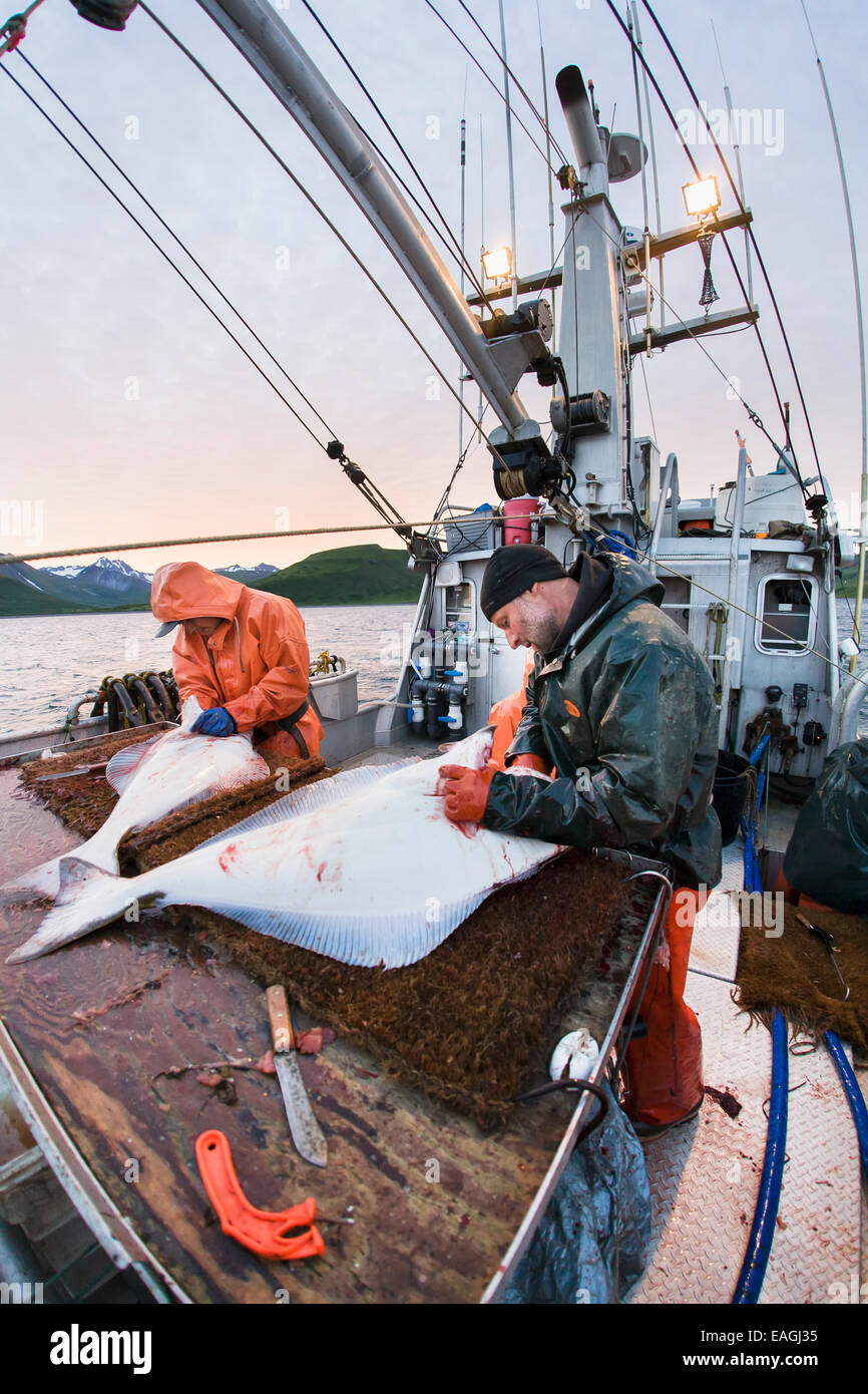 Gutting Halibut While Commercial Longline Fishing Near Cold Bay ...