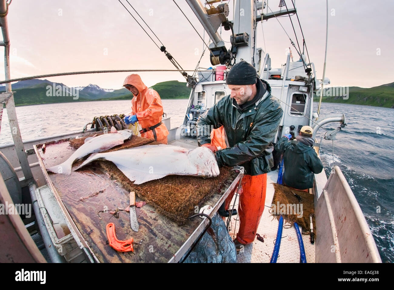 Gutting Halibut While Commercial Longline Fishing Near Cold Bay ...
