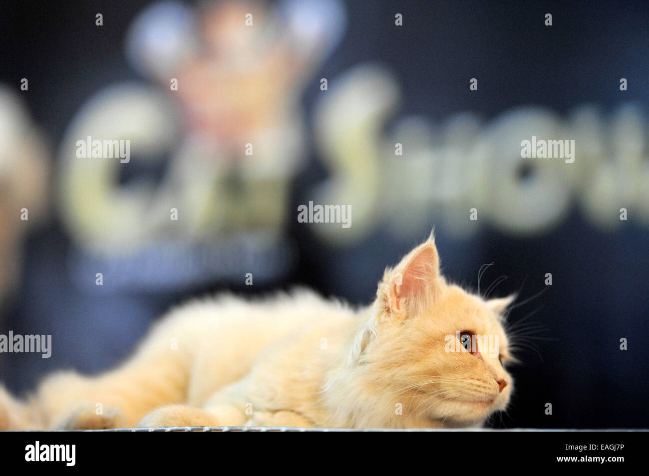 Cat Association of Bangladesh organized cat show at National Press Club ...