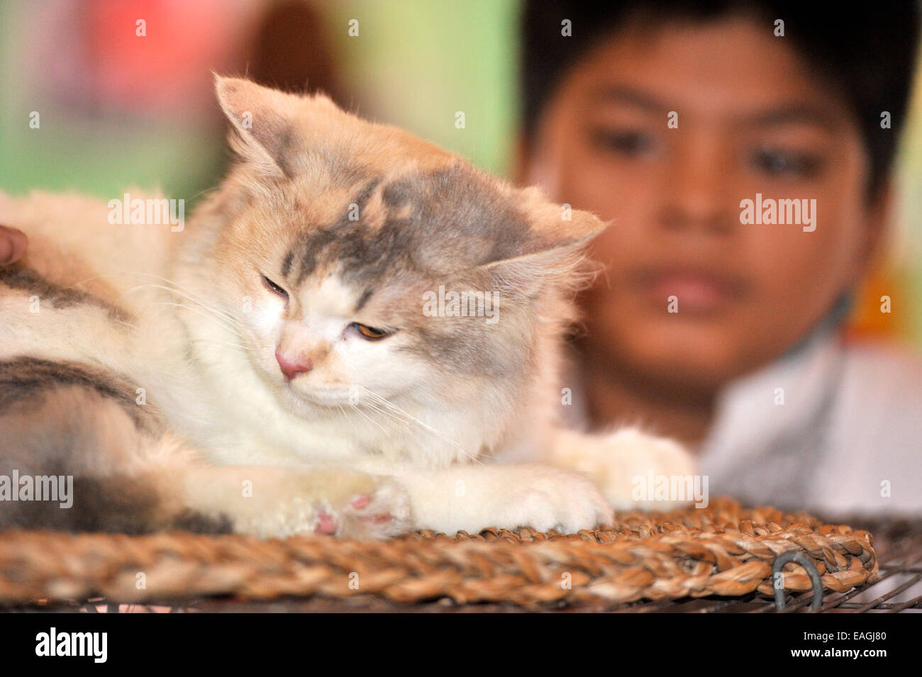 Cat owner proudly shows his pet. Cat Association of Bangladesh ...