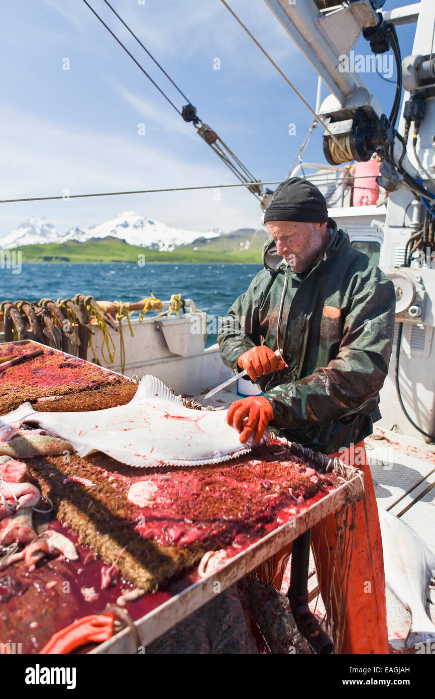 Gutting Halibut While Commercial Longline Fishing Near Cold Bay ...