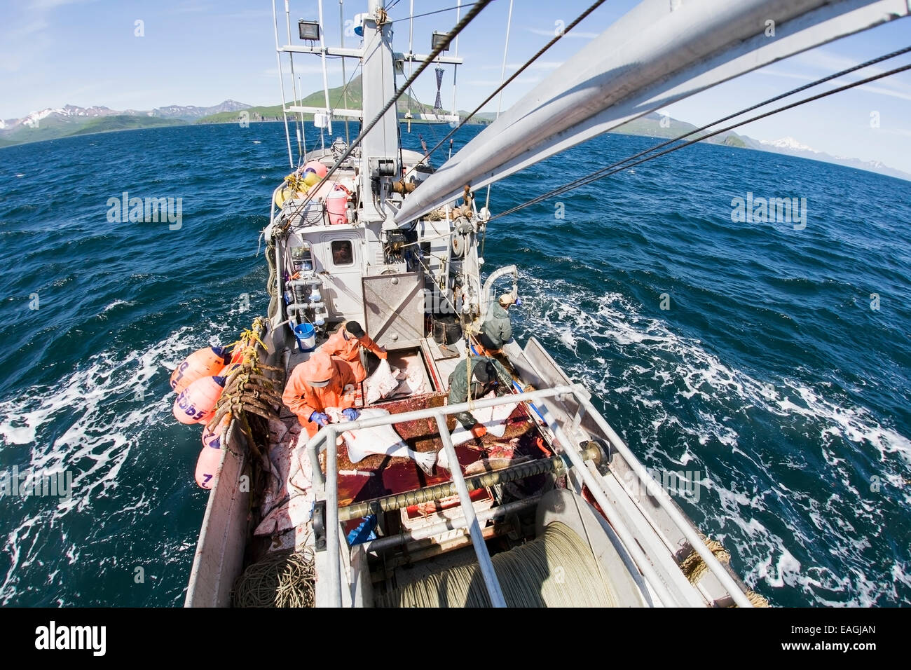 Gutting Halibut While Commercial Longline Fishing Near Cold Bay ...