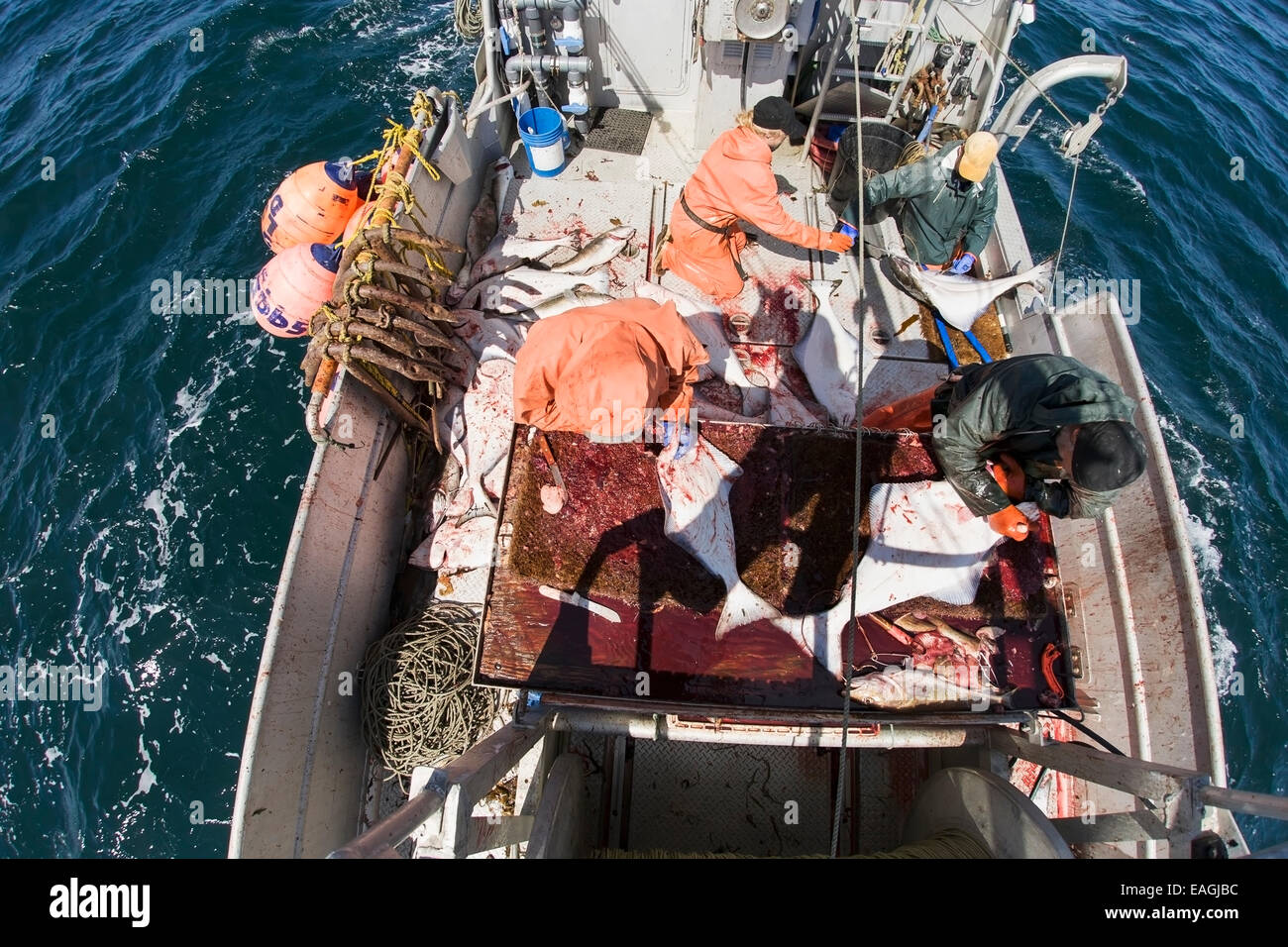 Gutting Halibut While Commercial Longline Fishing Near Cold Bay ...