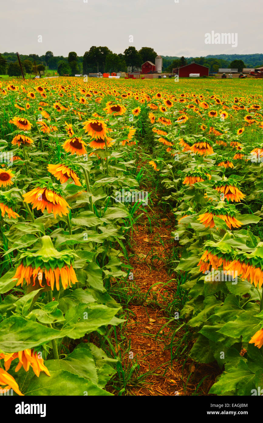Sunflower farm fields in hi-res stock photography and images - Alamy