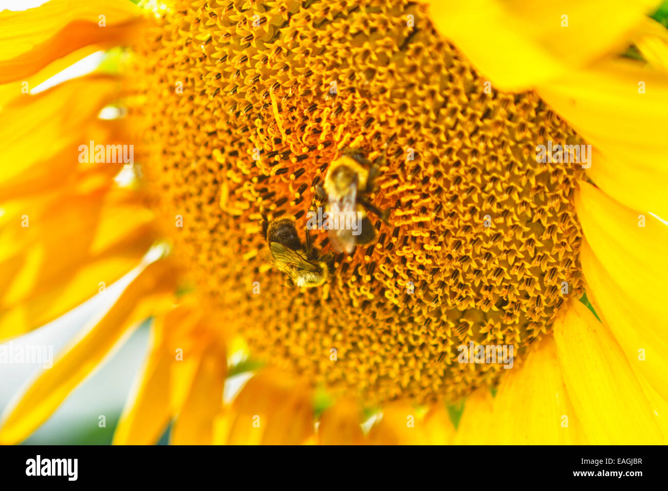 Bees pollinating sunflowers blooming in the farm fields Stock Photo - Alamy
