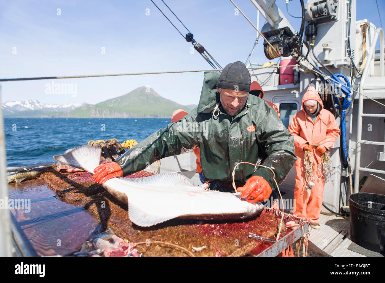 Gutting Halibut Commercial Longline Fishing High Resolution Stock ...