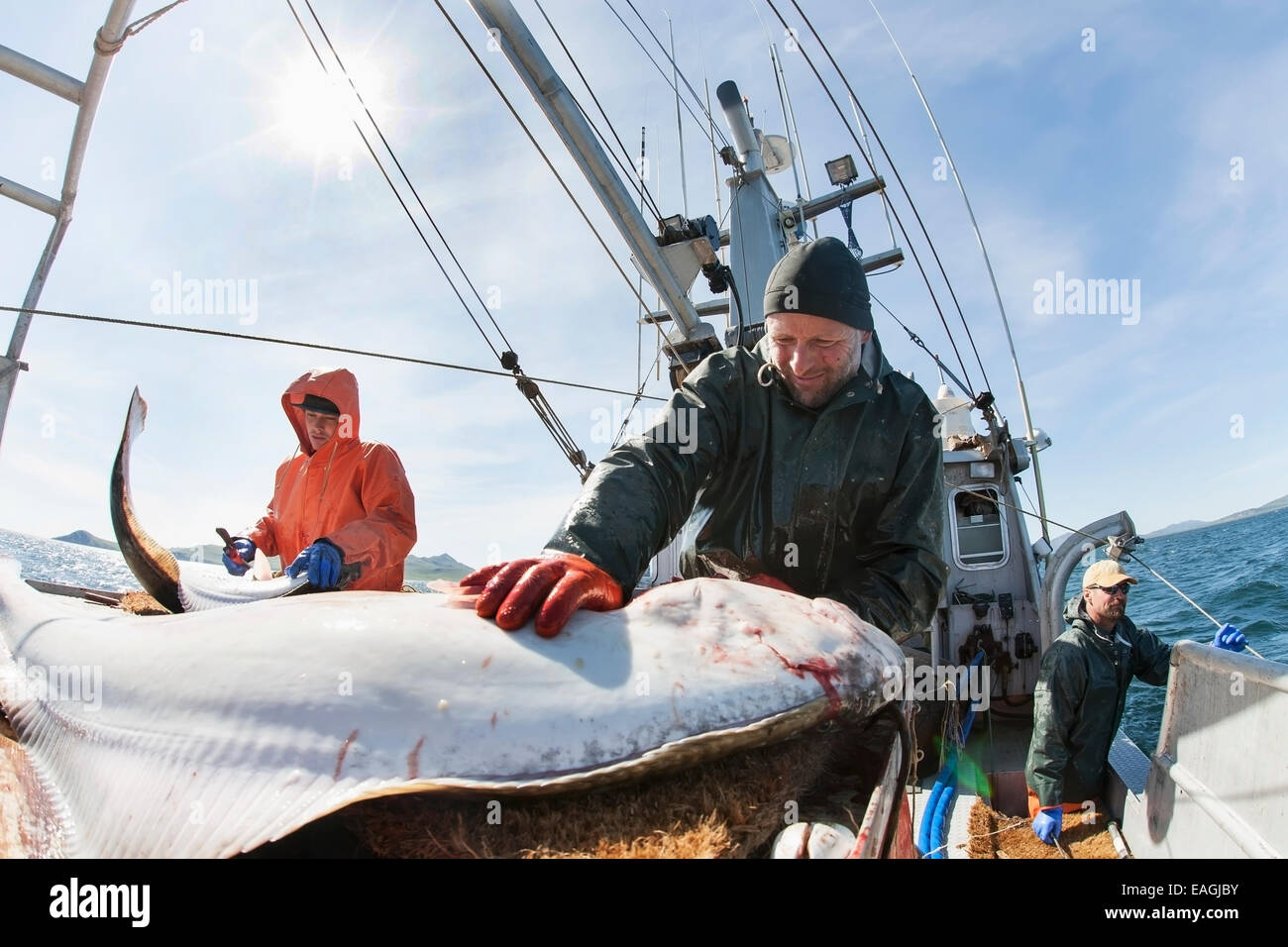 Gutting Halibut While Commercial Longline Fishing Near Cold Bay ...