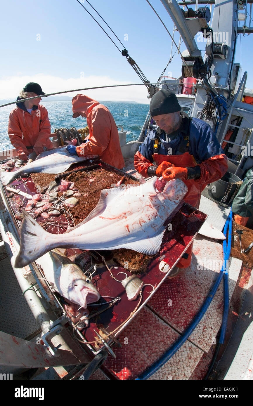 Gutting Halibut While Commercial Longline Fishing Near Cold Bay ...