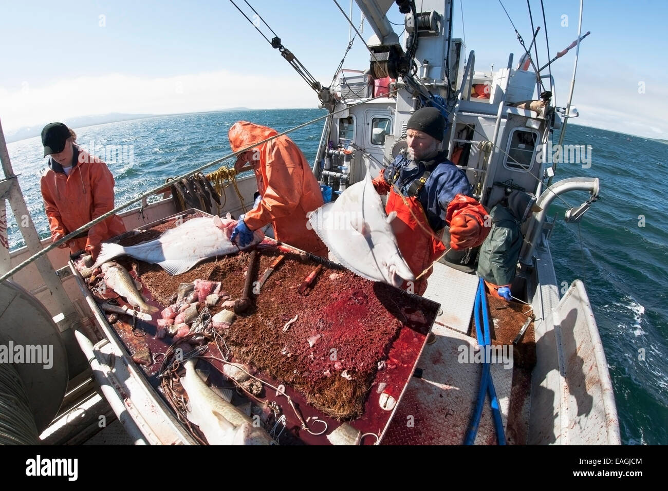 Gutting Halibut While Commercial Longline Fishing Near Cold Bay ...