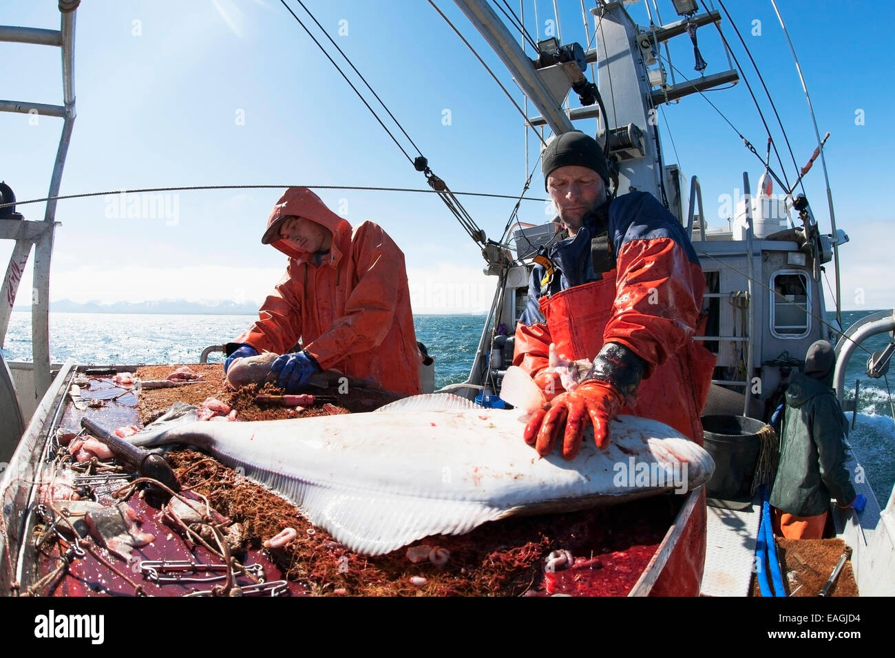 Gutting Halibut While Commercial Longline Fishing Near Cold Bay ...