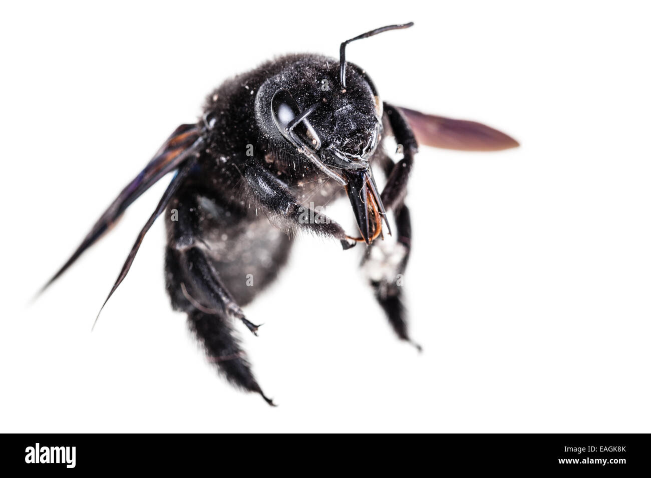 Violet carpenter bee species xylocopa violacea in high definition ...