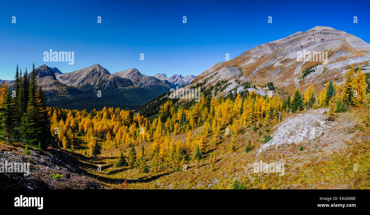 Scenic Landscapes of a high mountain valley and golden Larch Trees ...