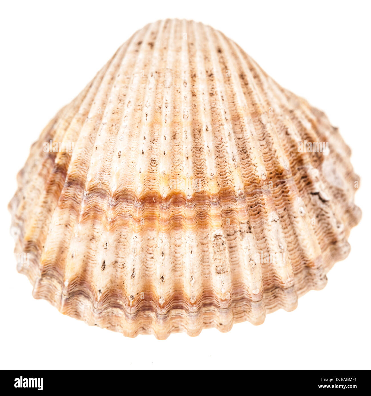 a seashell isolated over a white background Stock Photo - Alamy