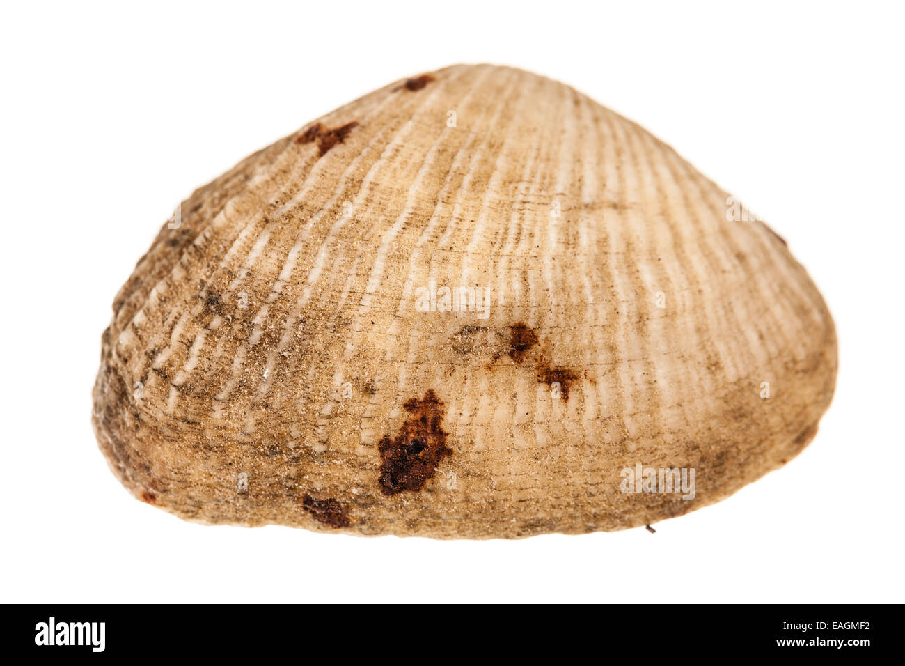 Sea shell isolated over hi-res stock photography and images - Alamy