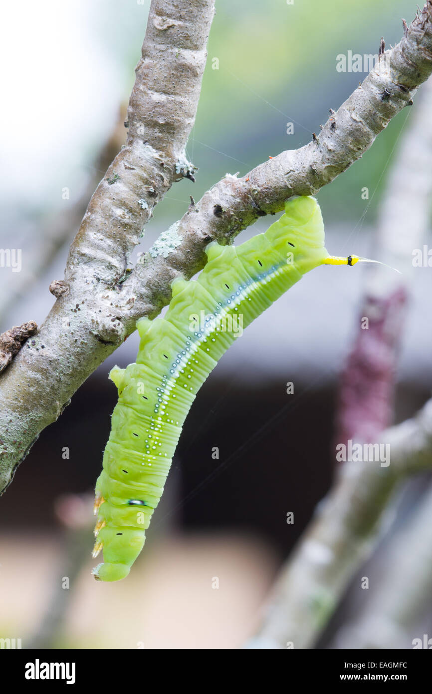 green caterpillar on a tree branch Stock Photo - Alamy