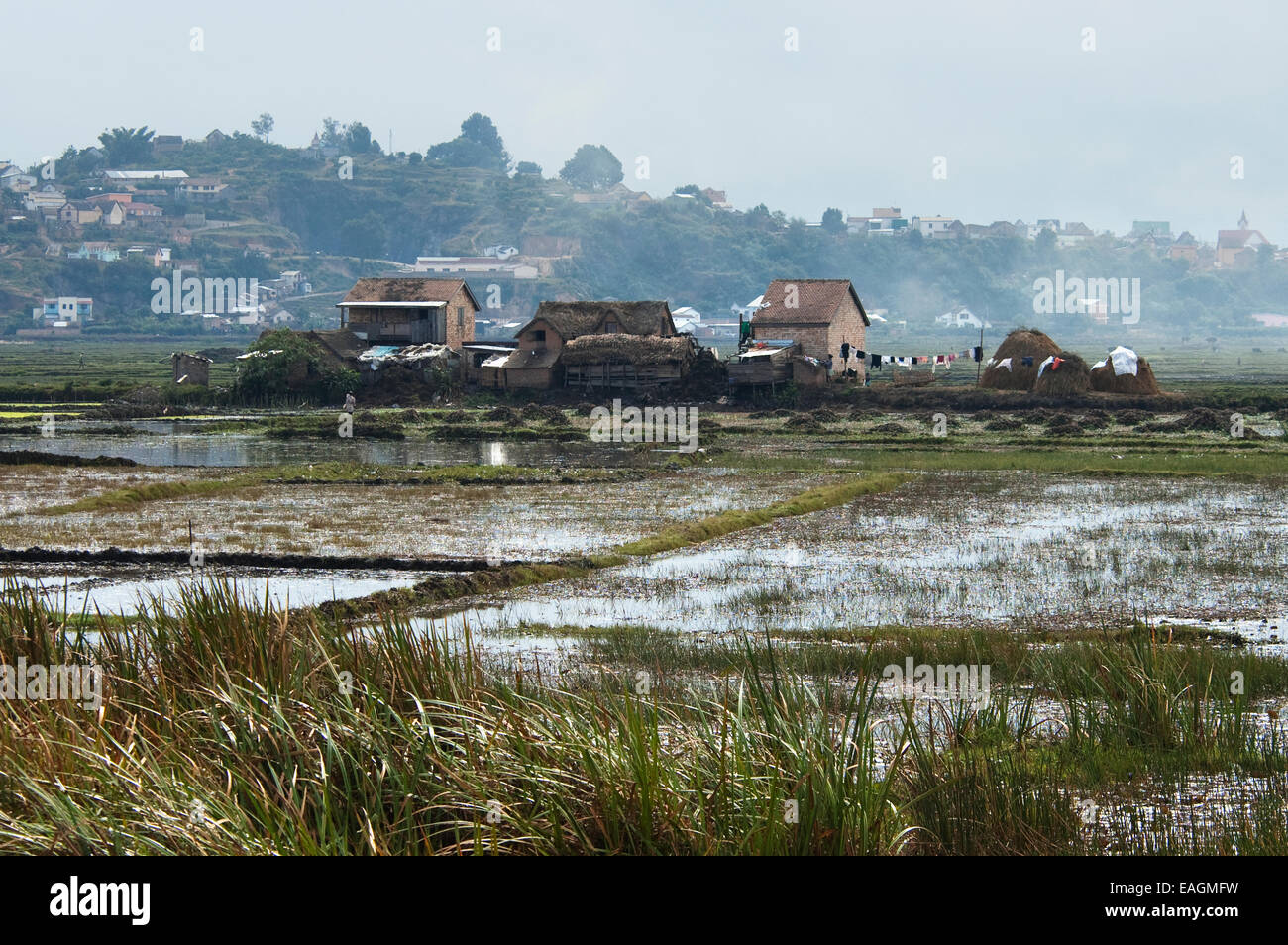 Rice Fields Near Antananarivo, Madagascar Stock Photo - Alamy
