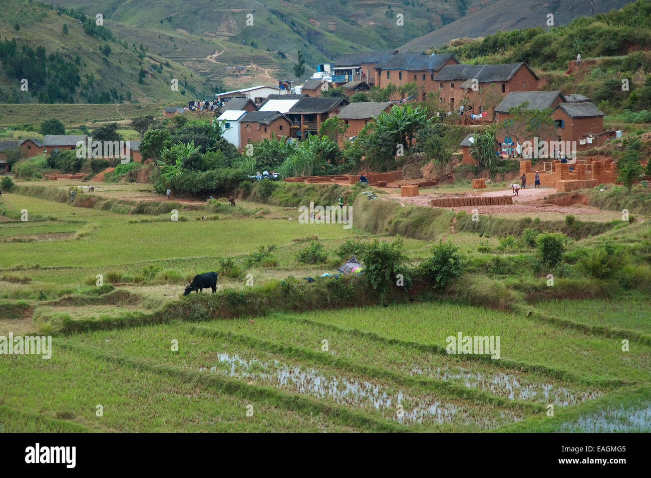 Rice Fields And Merina Village On The Road Between Antananarivo ...