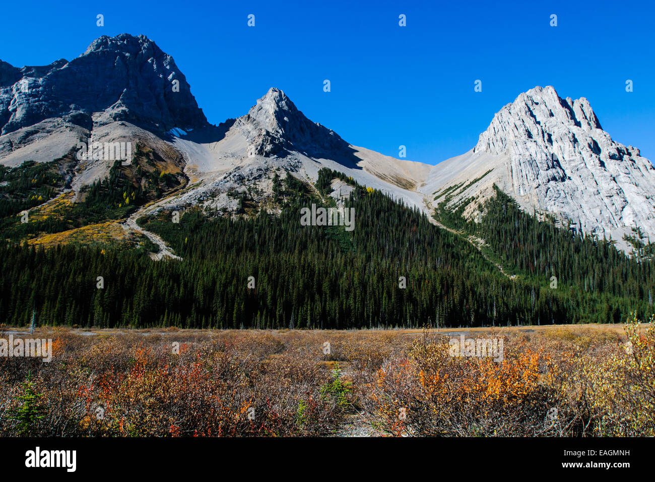 Scenic Landscapes of a high mountain valley and golden Larch Trees ...