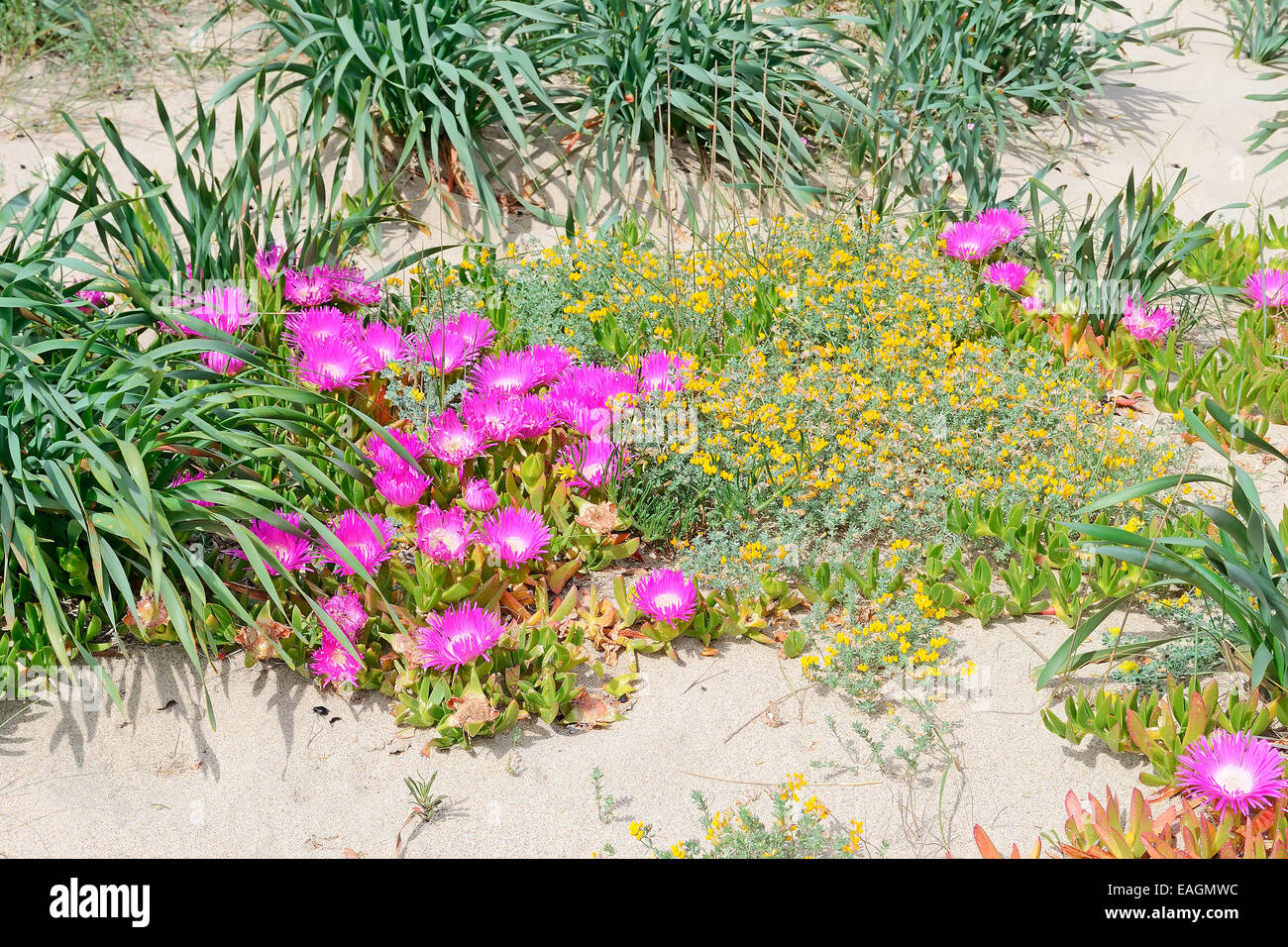 pink flowers by Sardinian sea Stock Photo - Alamy